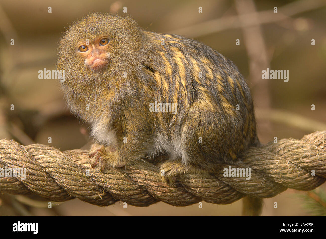 Pygmy marmoset - Callithrix pygmaea Stock Photo - Alamy