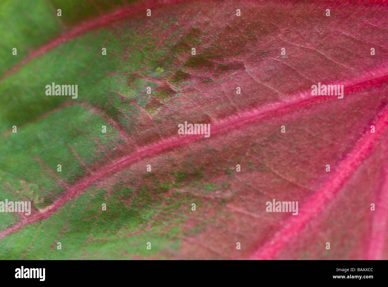 Detail of a leaf Stock Photo - Alamy