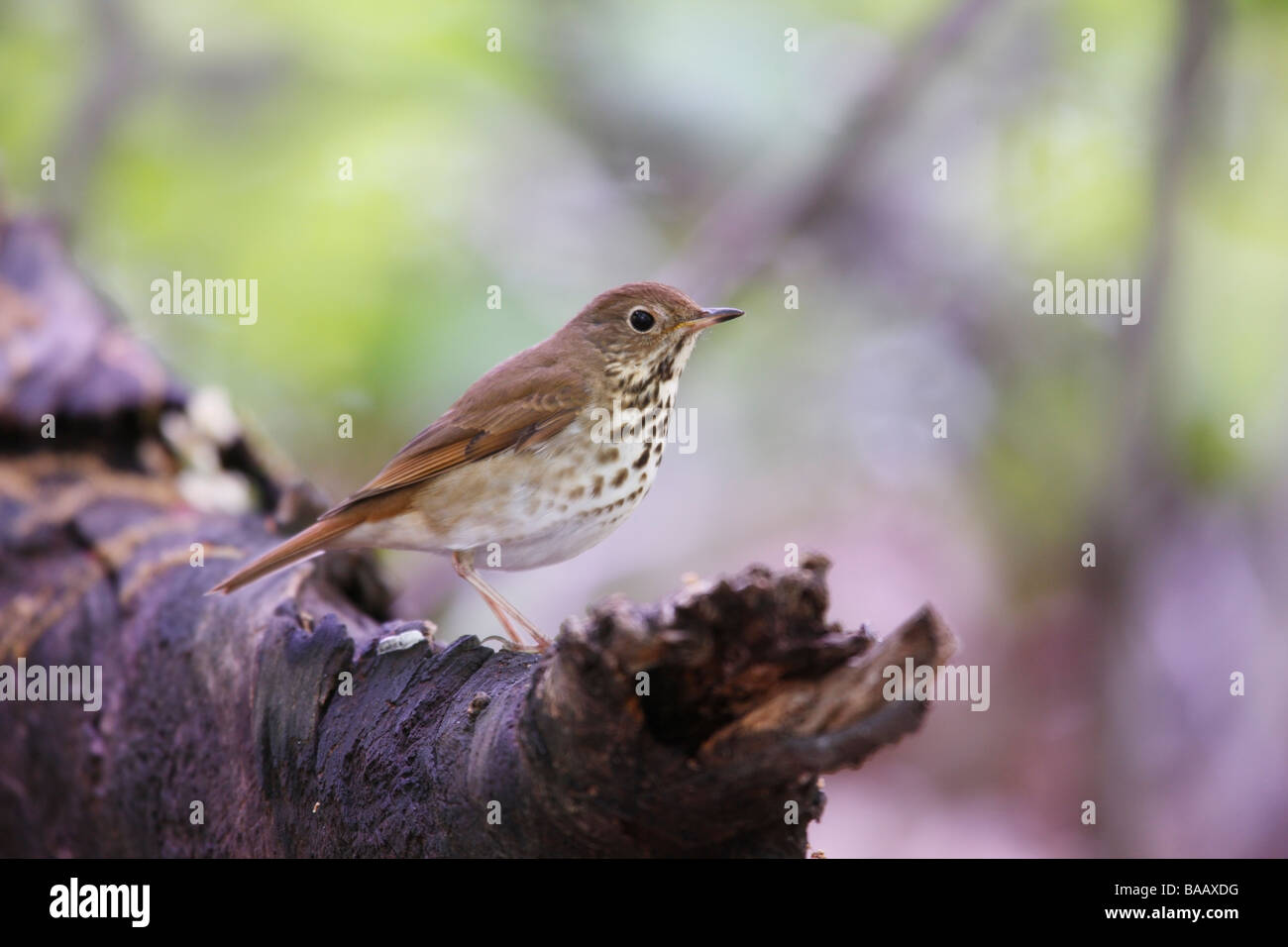 Hermit thrush hi-res stock photography and images - Alamy