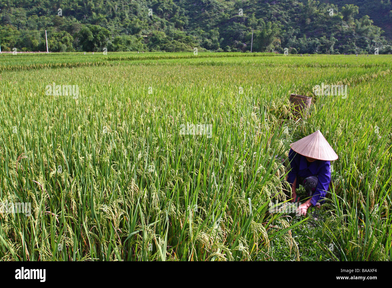 Asian People. Woman with the traditional conical hat working in the ...