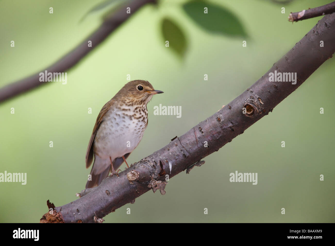 Swainson's Thrush Catharus ustulatus swainsoni Spring migrant sitting ...