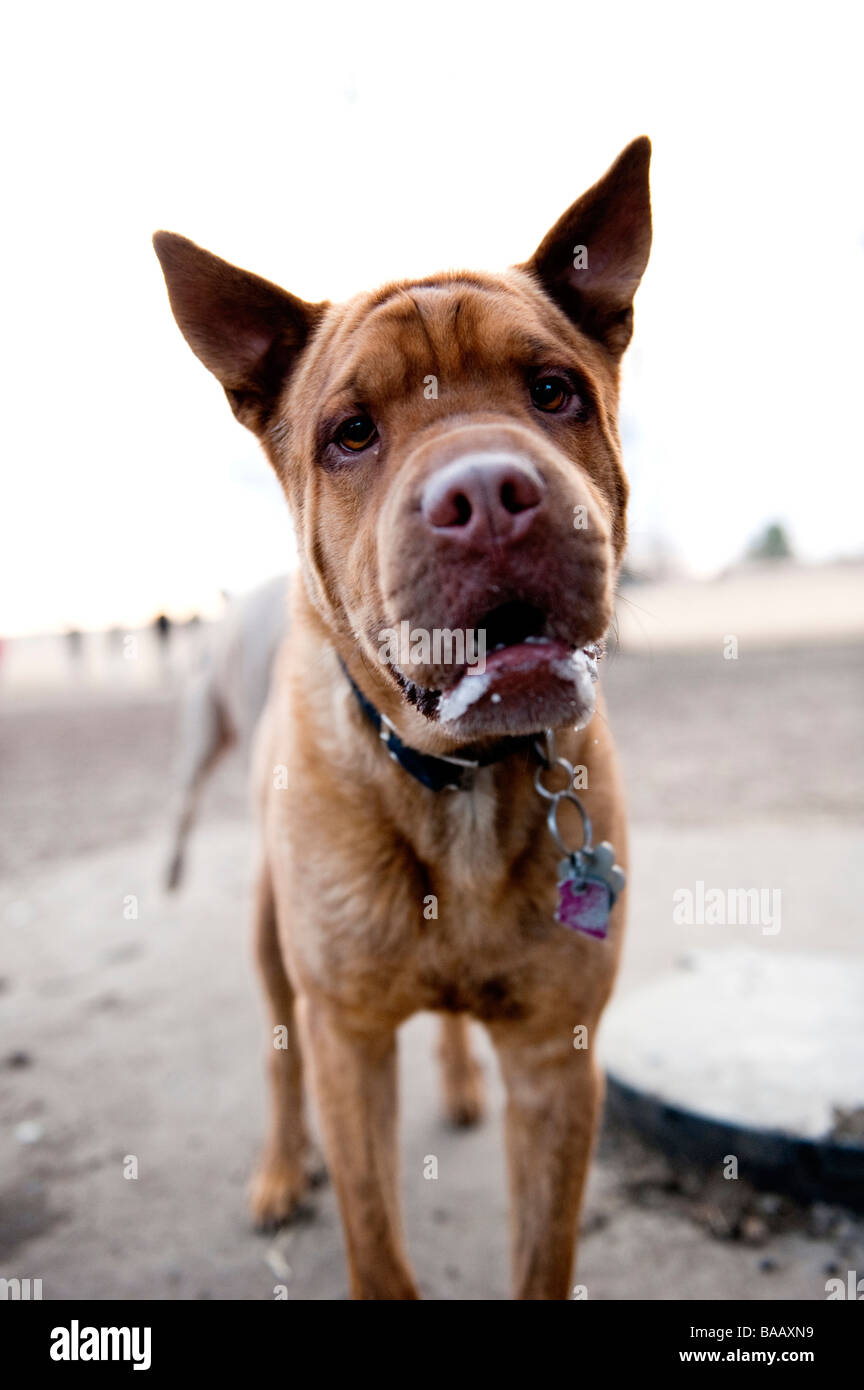 Drooling dog hi-res stock photography and images - Alamy