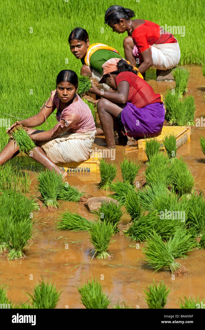 Indian women planting rice plants in the paddy fields, Goa, India Stock ...