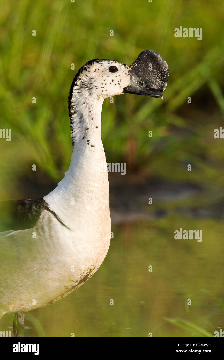 Adult Comb Duck Drake head portrait Stock Photo - Alamy