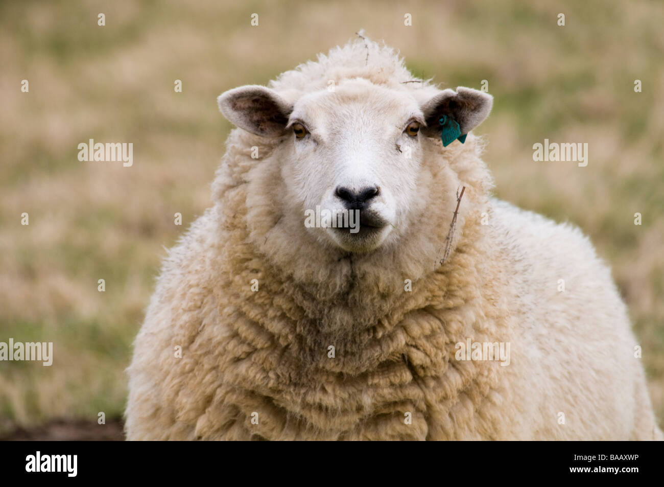 Sheep face on Stock Photo - Alamy