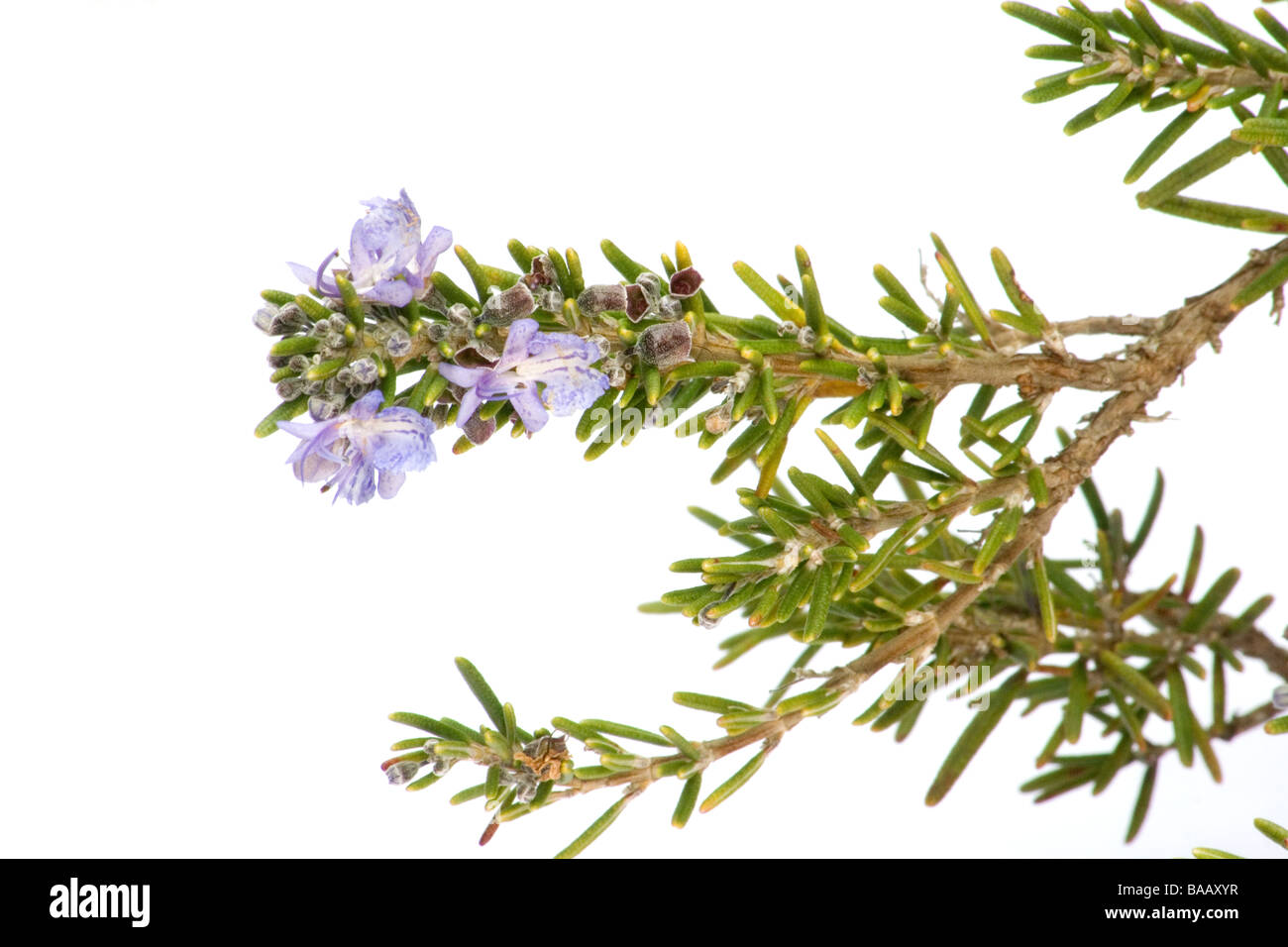 Rosmarinus officinalis rosemary white flowers hi-res stock photography ...