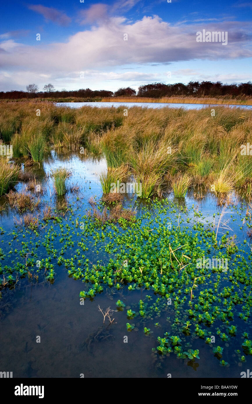 the far ings national nature reserve, owned by the lincolnshire ...