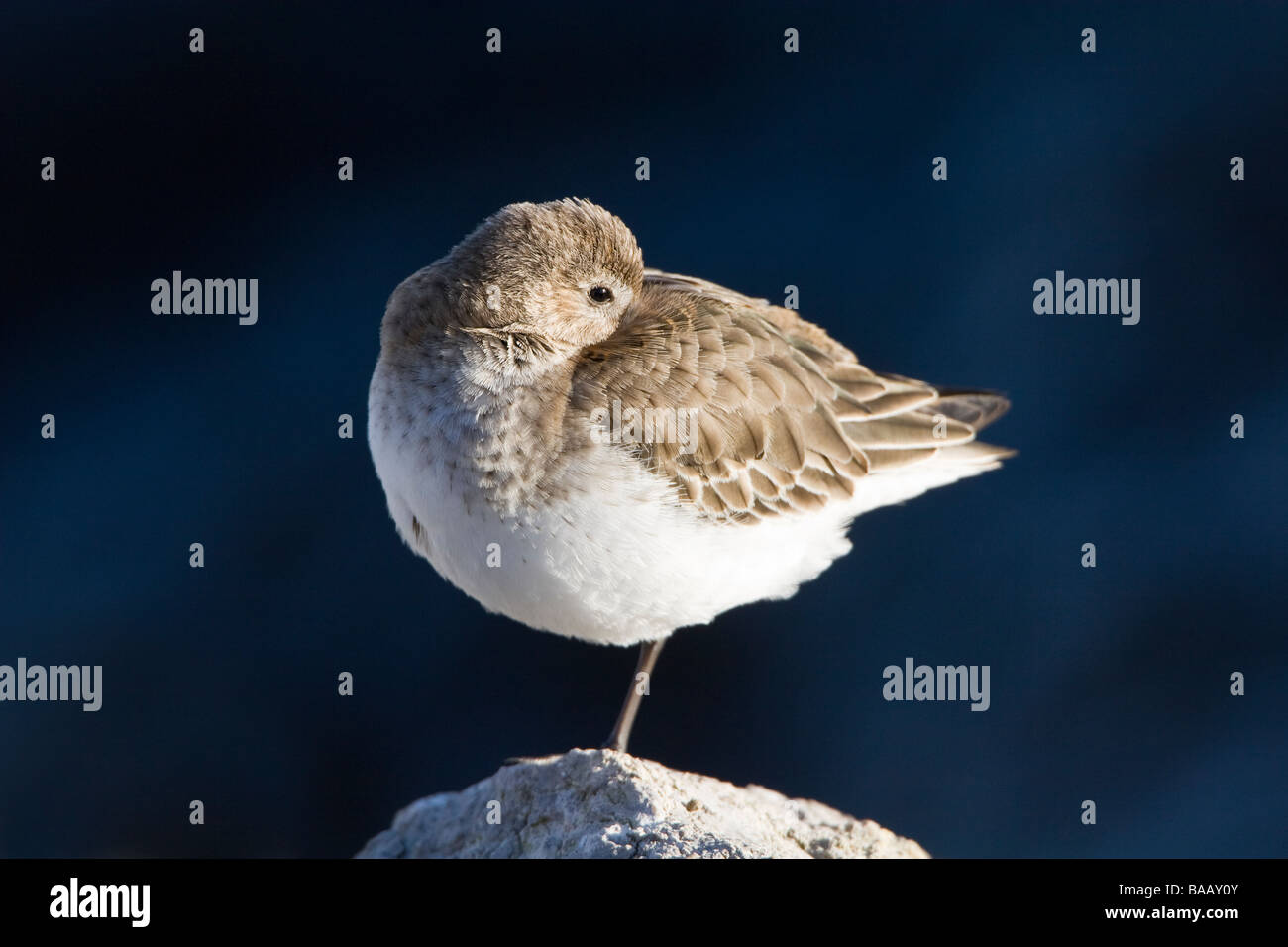 Dunlin winter plumage hi-res stock photography and images - Alamy