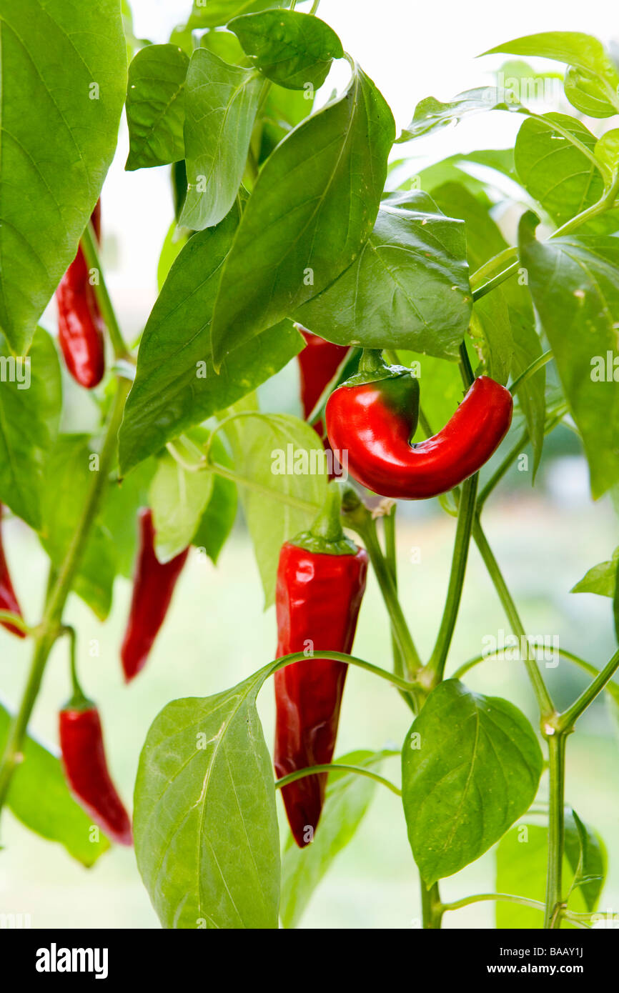 Red chilli fruits on a plant, Sweden Stock Photo - Alamy