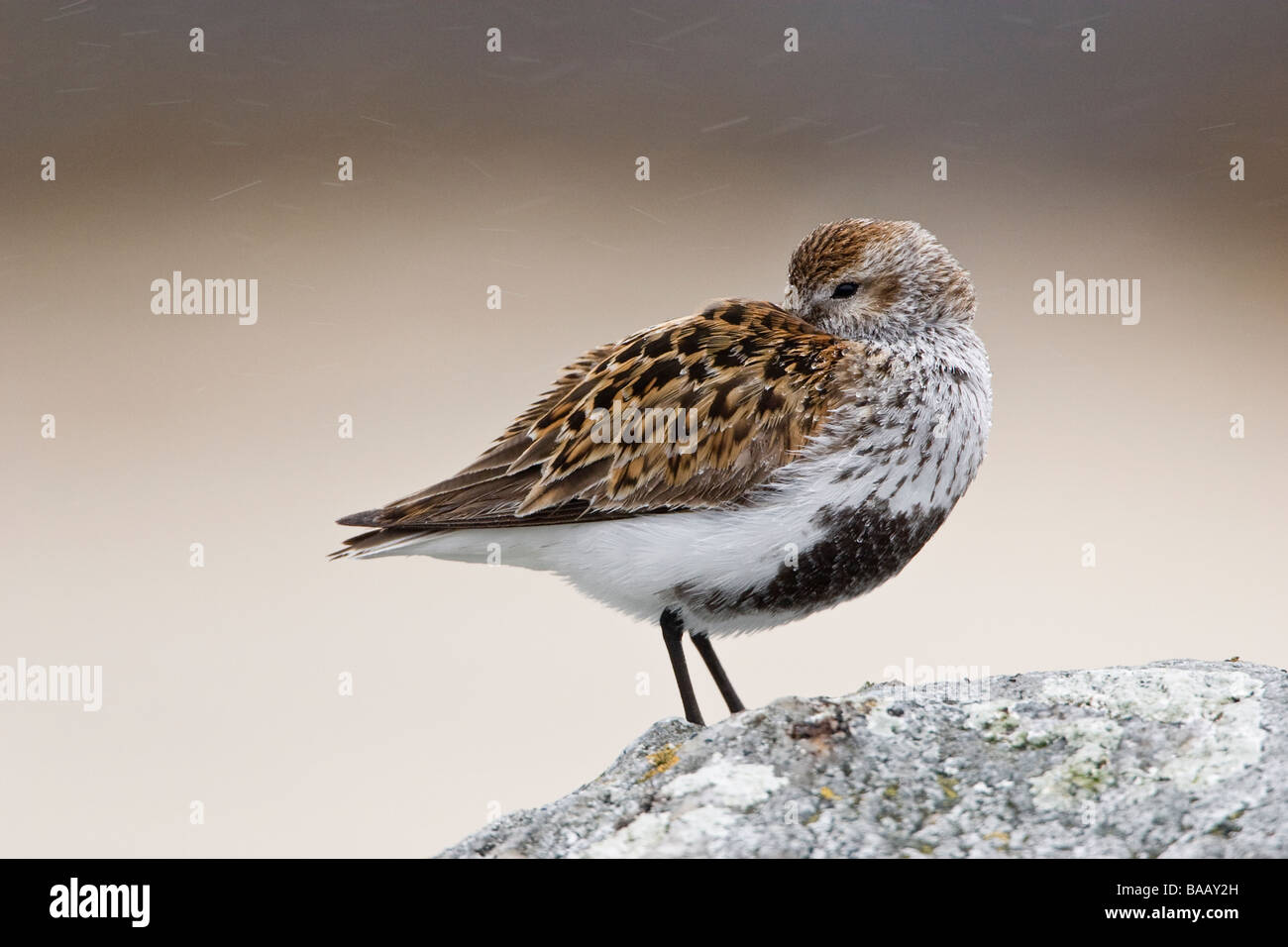 Summer plumage hi-res stock photography and images - Alamy