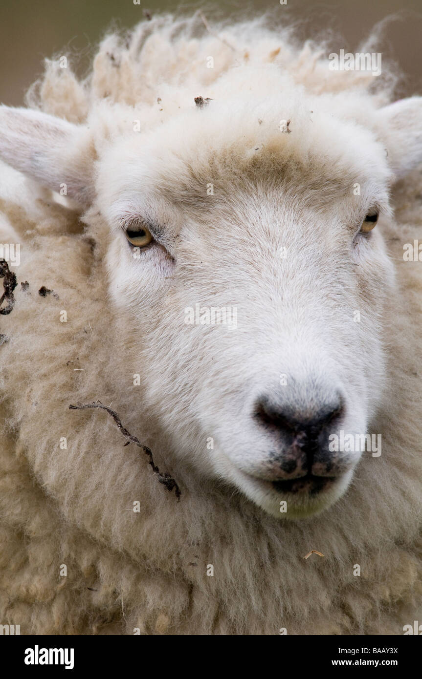 Close-up of sheep's head face on Stock Photo - Alamy