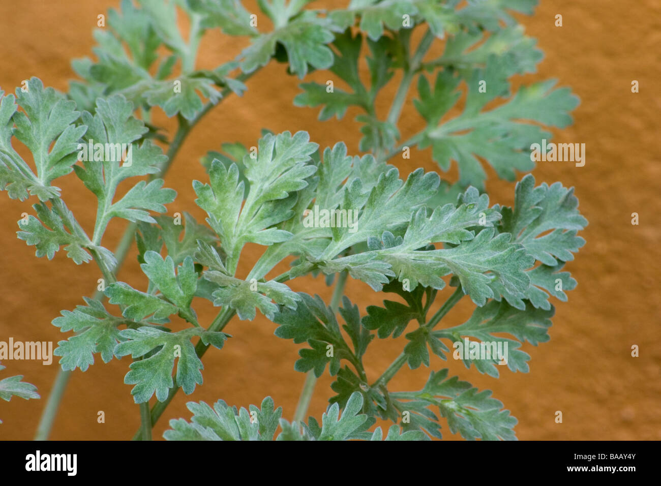 Lambrook hi-res stock photography and images - Alamy