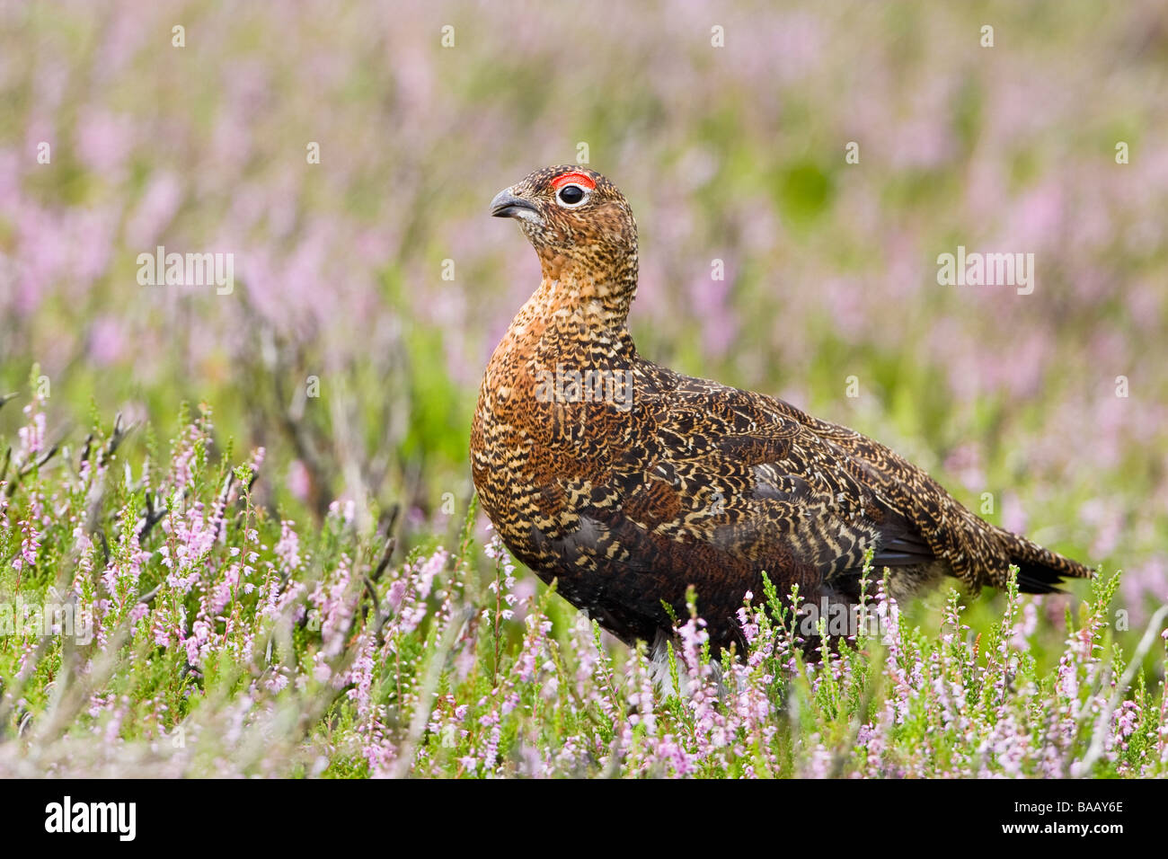 Male Red Grouse Lagopus lagopus scoticus Stock Photo - Alamy