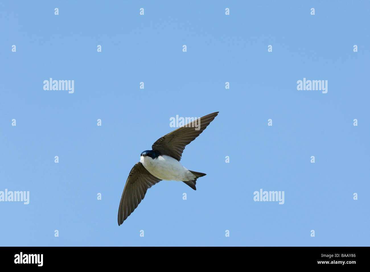 Tree Swallow In Flight