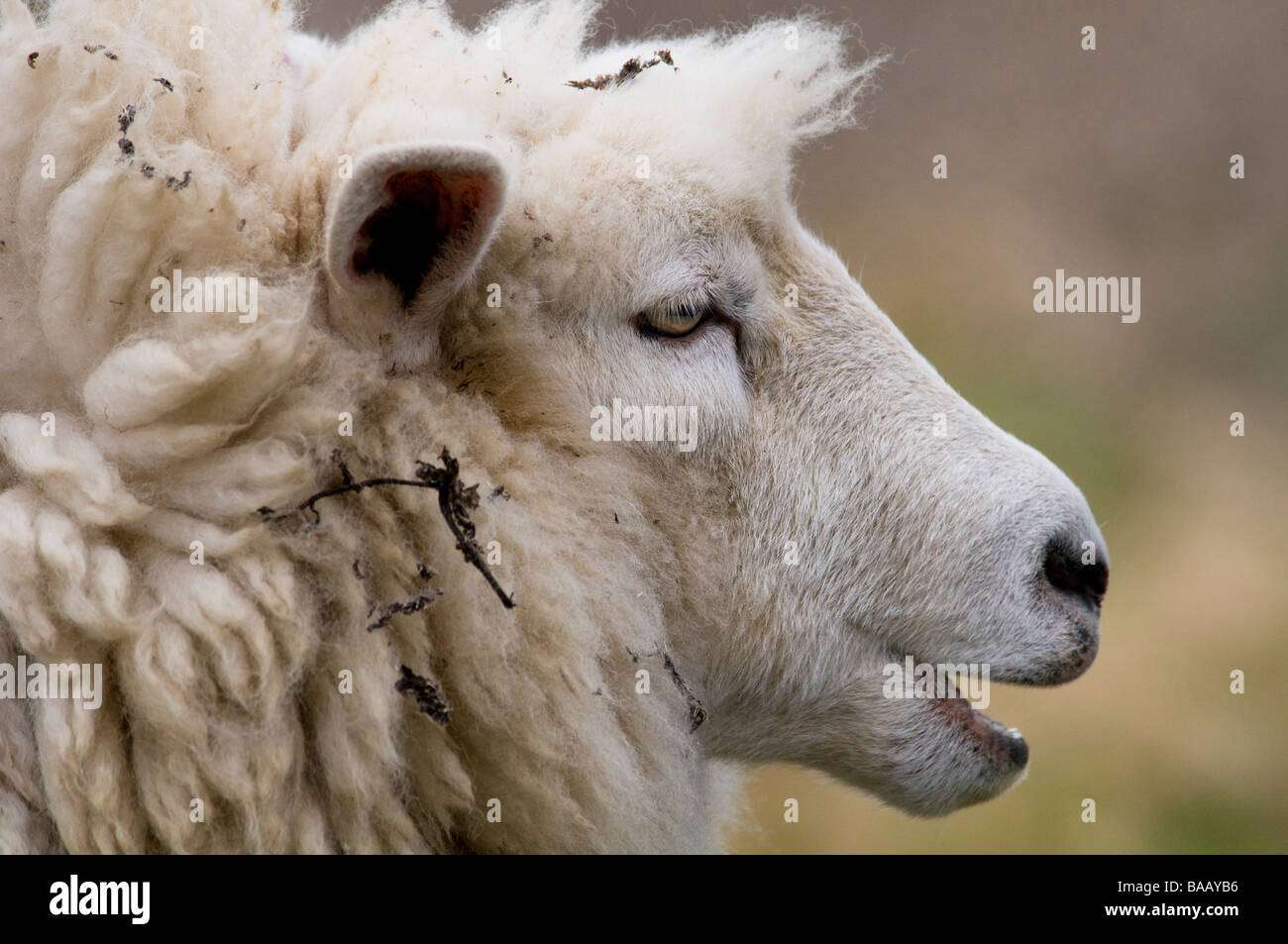 Sheep head profile hi-res stock photography and images - Alamy