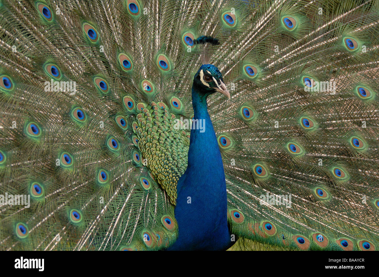 Indian blue Peacock Stock Photo - Alamy
