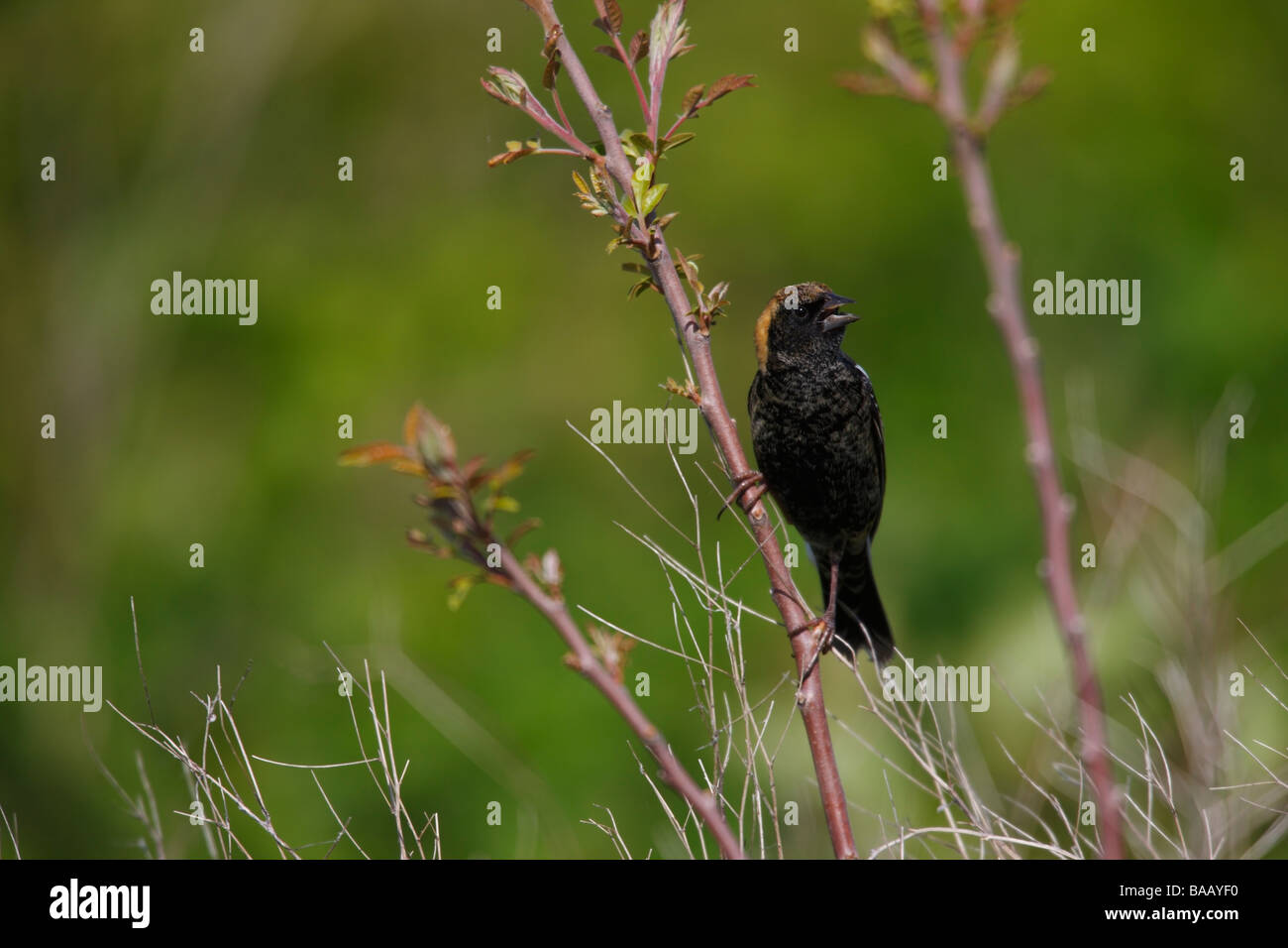 Bobolink hi-res stock photography and images - Alamy