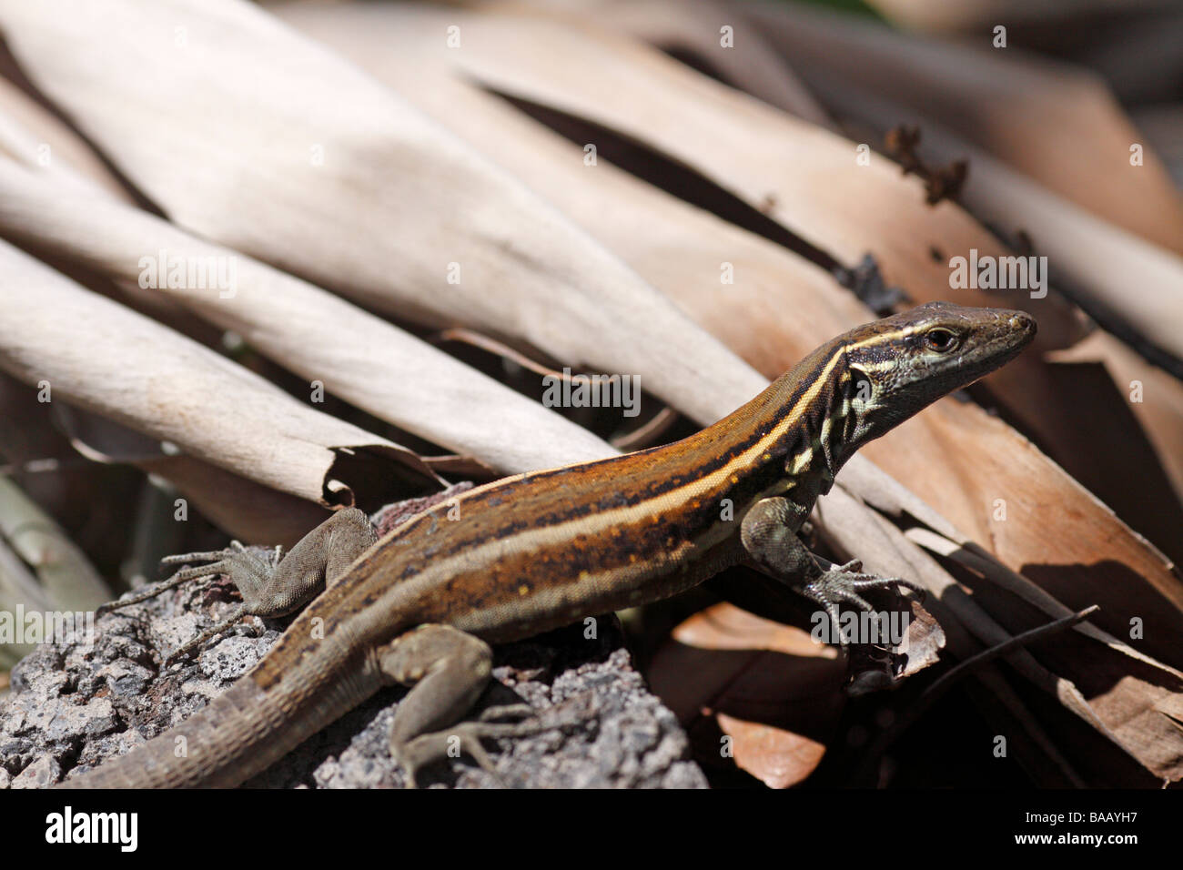Gomera lizard hi-res stock photography and images - Alamy