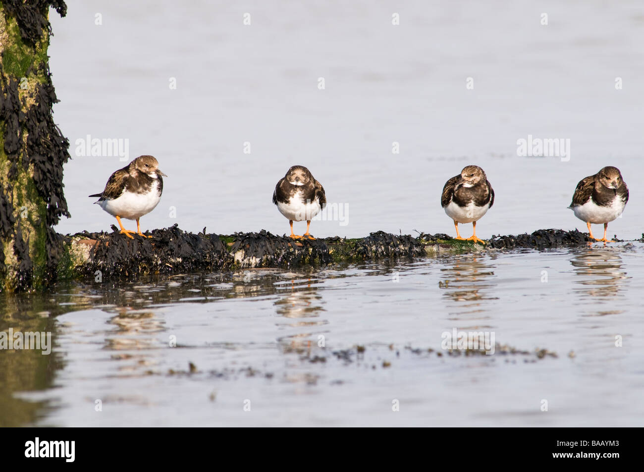 Turnstone turnstones hi-res stock photography and images - Alamy