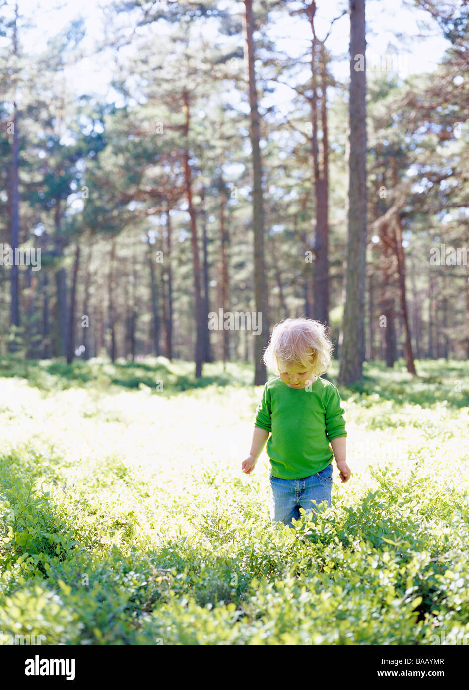 Pinewood forests hi-res stock photography and images - Alamy