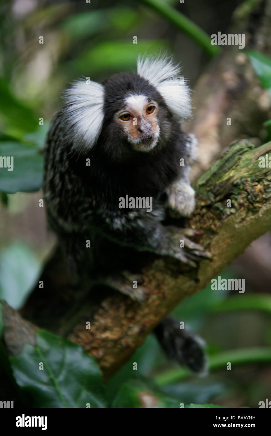 Common Marmoset, Callithrix jacchus, Cebidae. New World Monkey from ...