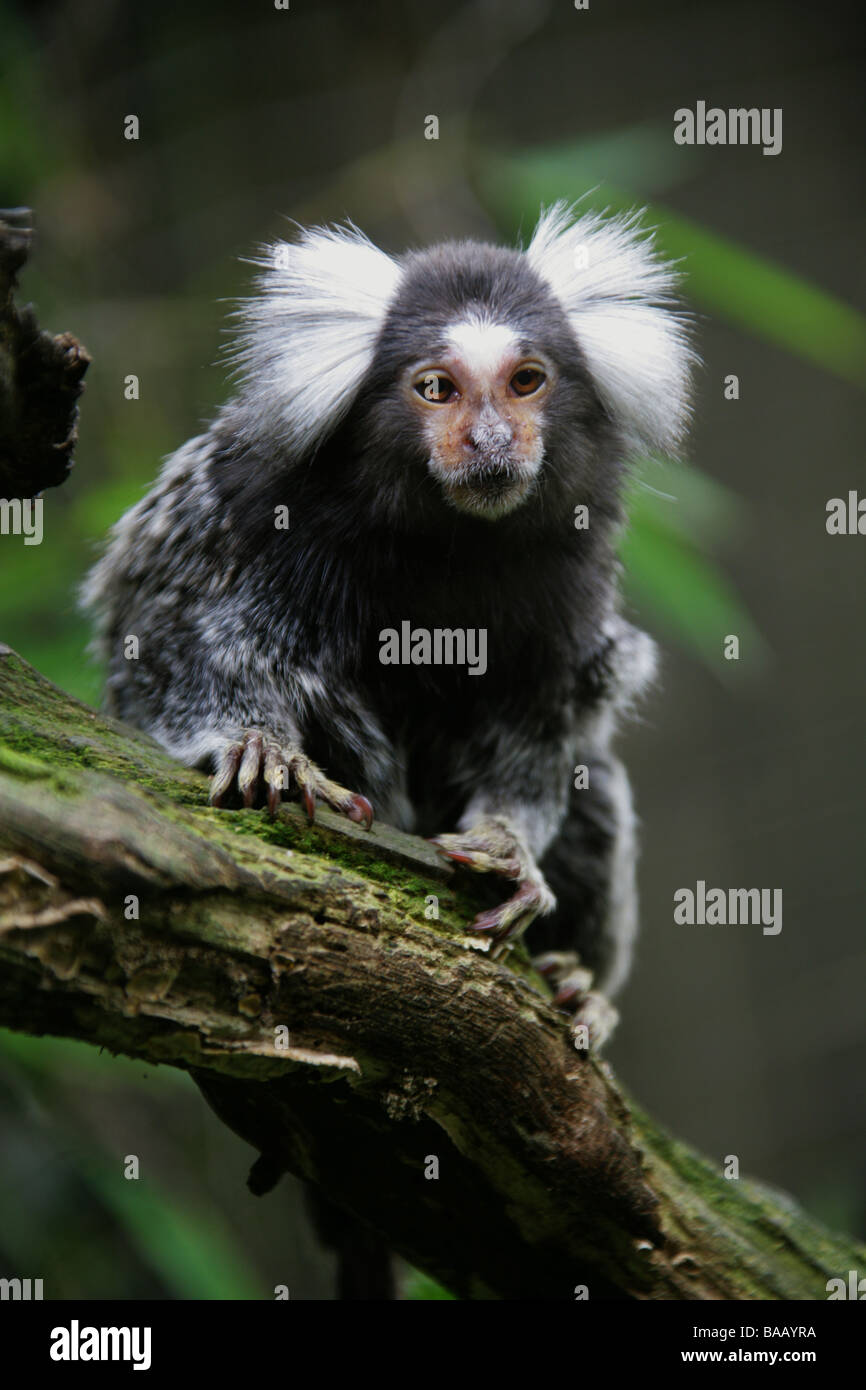 Common Marmoset, Callithrix jacchus, Cebidae. New World Monkey from ...