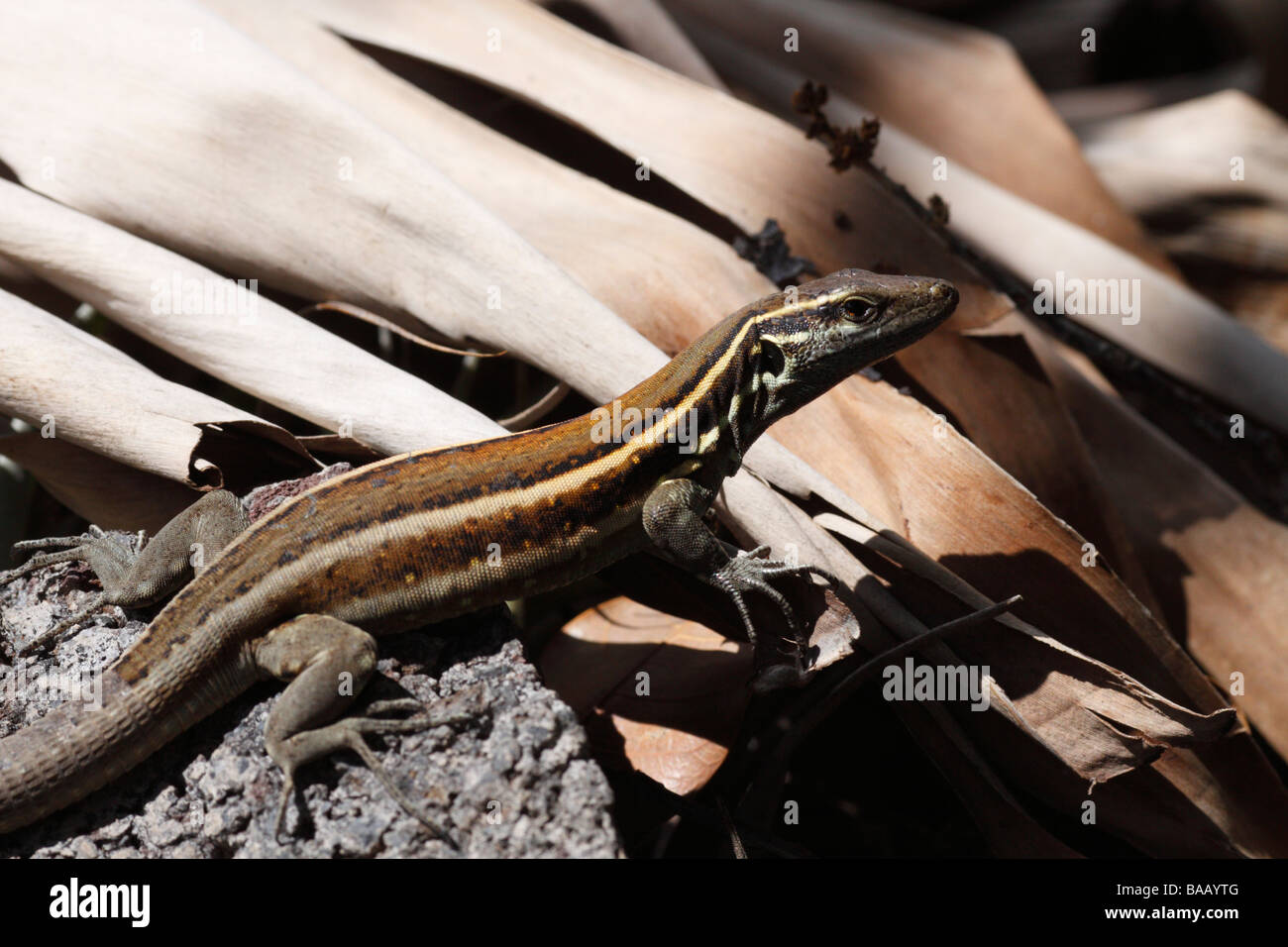Gomera lizard hi-res stock photography and images - Alamy