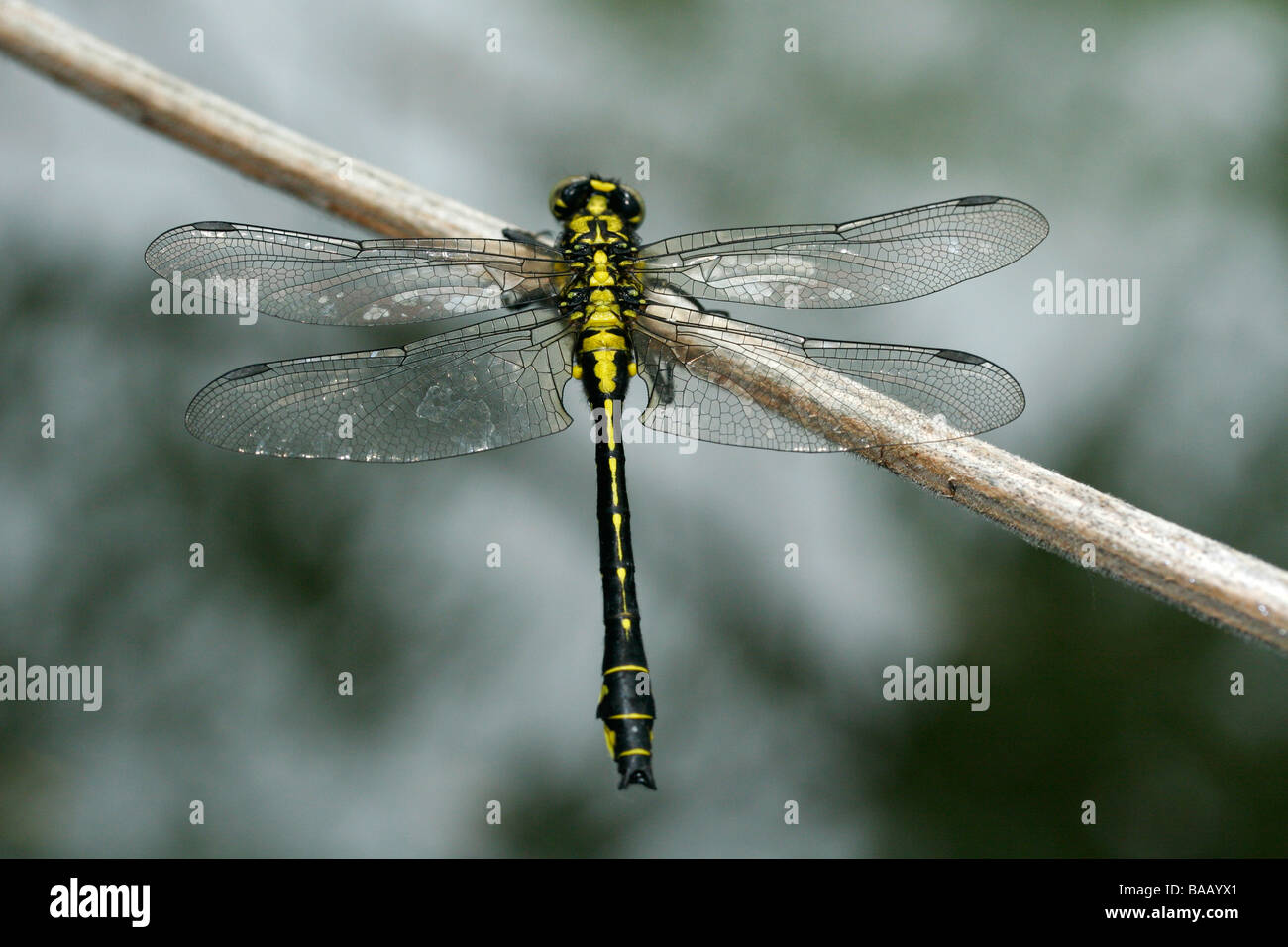 Club-tail Dragonfly at rest Stock Photo - Alamy