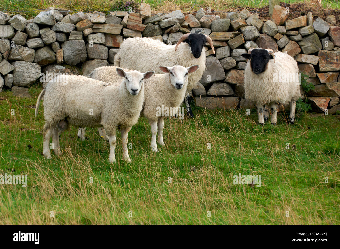 Sheep, Northern Ireland Stock Photo - Alamy