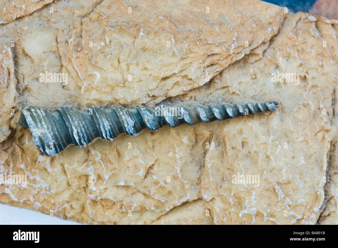 Close up shell spiral detail hi-res stock photography and images - Alamy