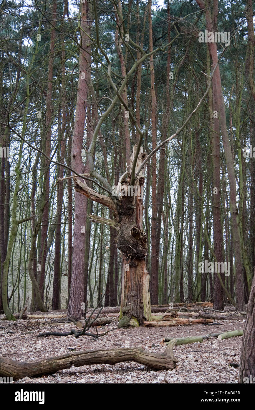 Dying green hi-res stock photography and images - Alamy