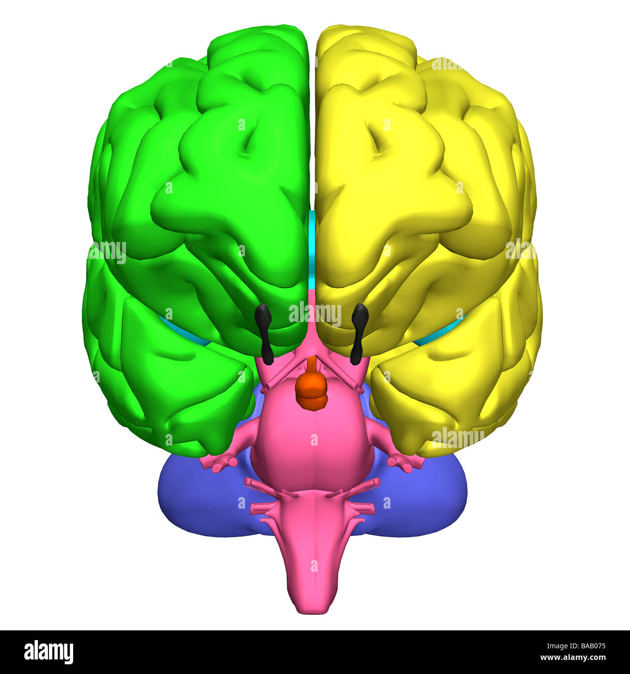Human nervous system cg hi-res stock photography and images - Alamy