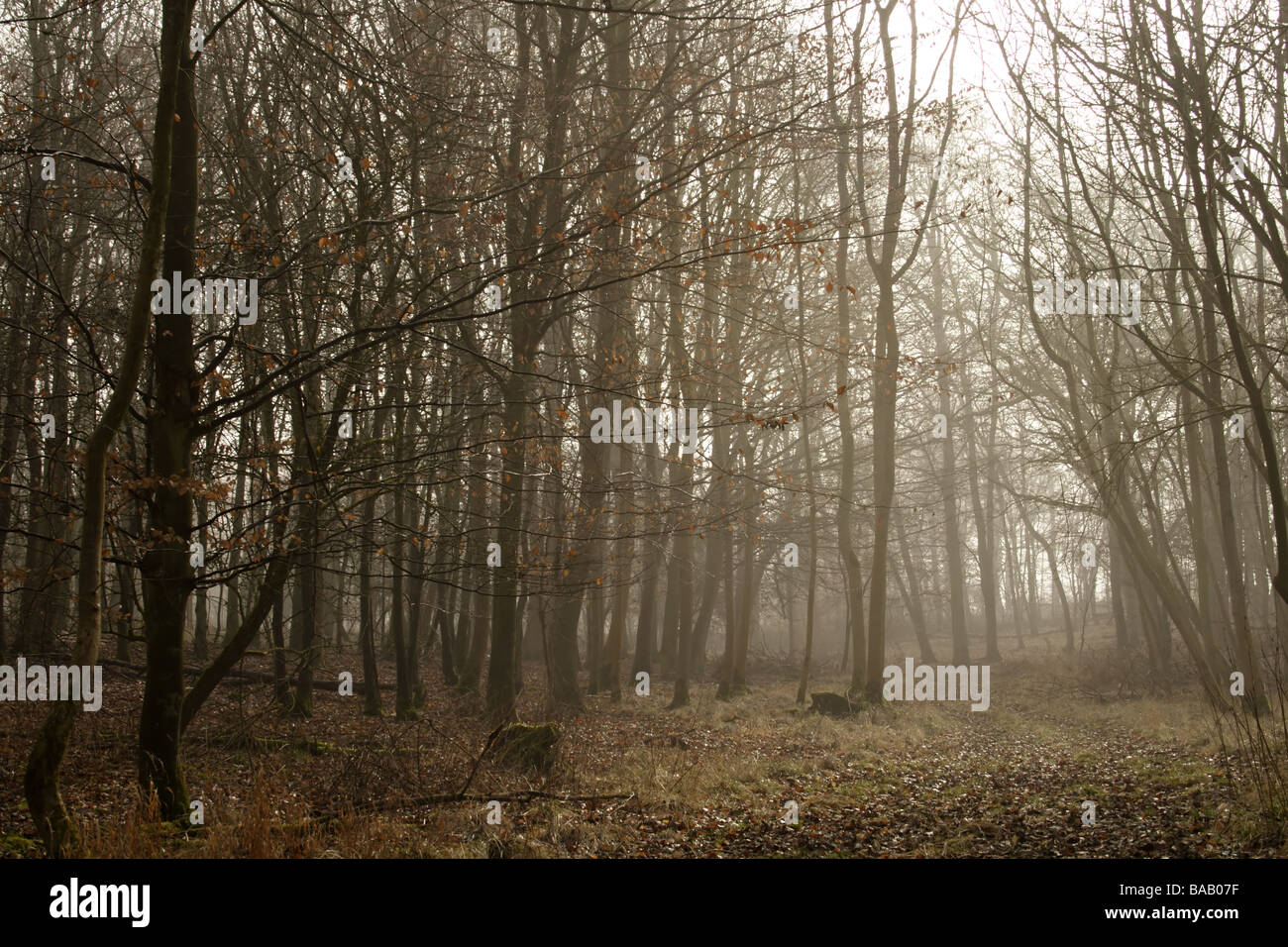 Wood in a light mist Stock Photo - Alamy