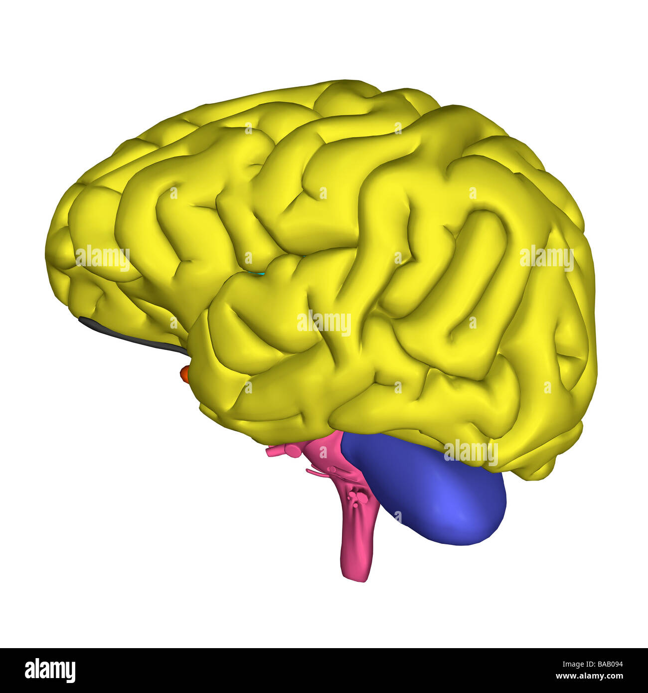 Human nervous system cg hi-res stock photography and images - Alamy