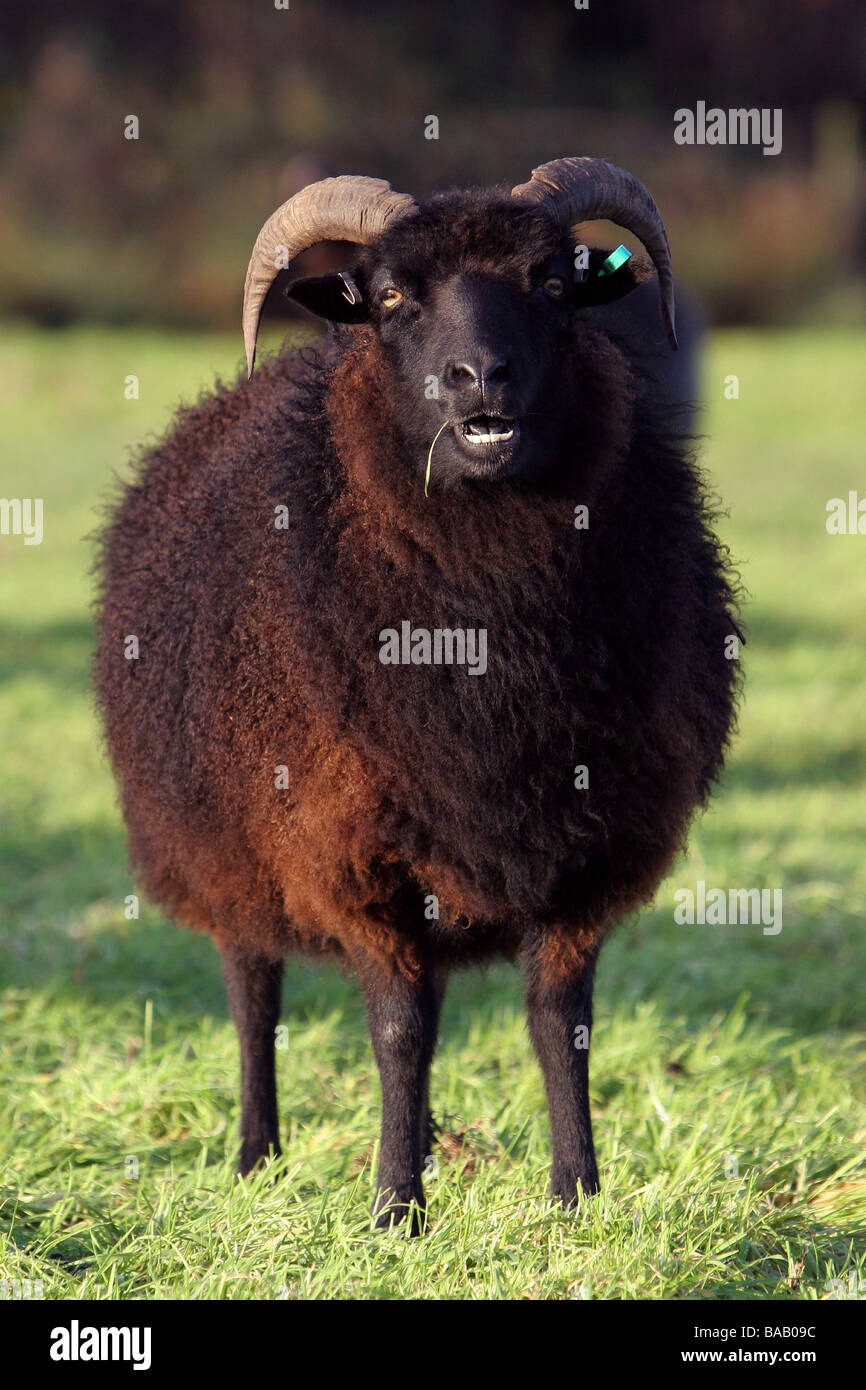 Hebridean sheep grazing hi-res stock photography and images - Alamy