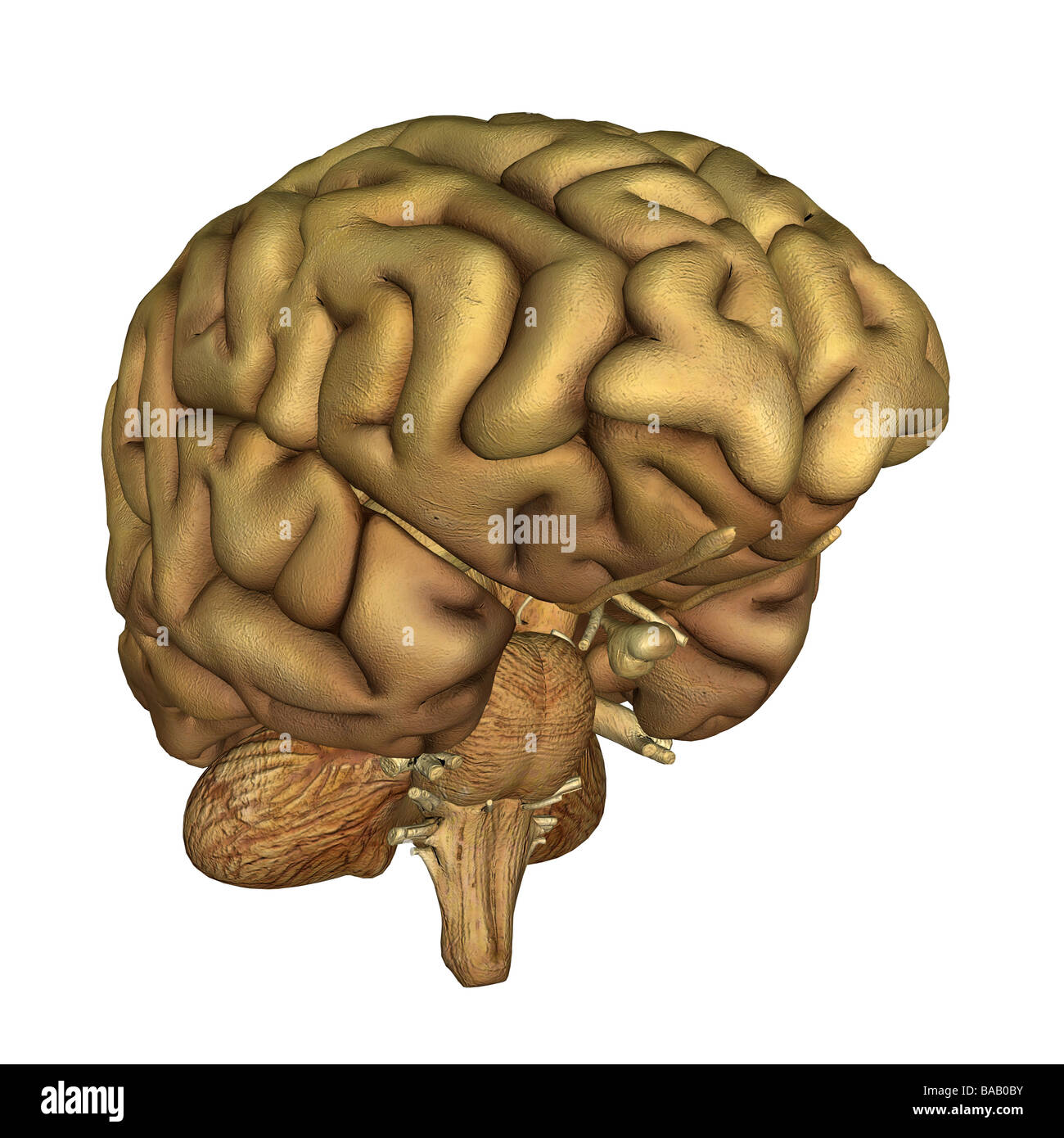Human nervous system cg hi-res stock photography and images - Alamy