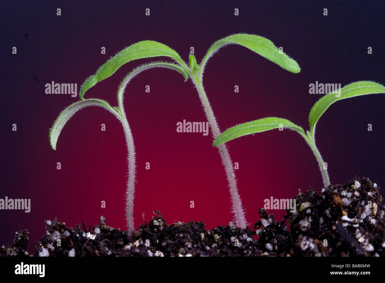 heirloom tomato seedlings Stock Photo - Alamy