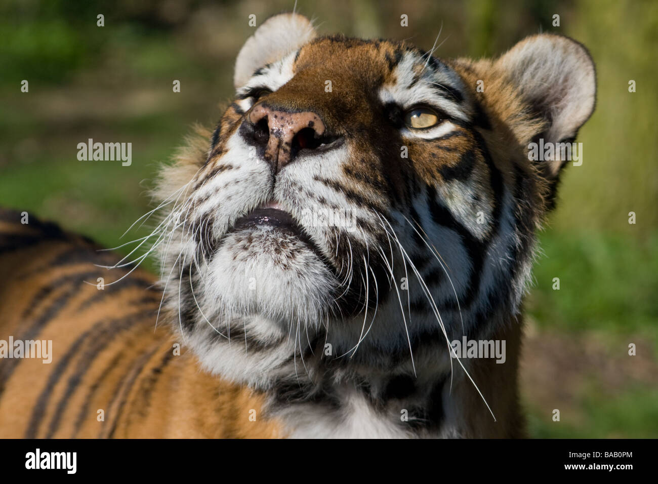Tiger looking hi-res stock photography and images - Alamy