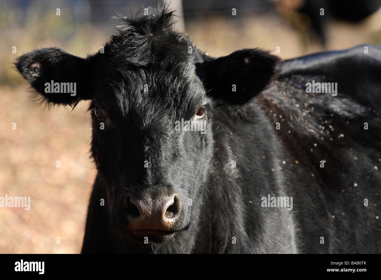 American farm with domestic animal black cow front view close up nobody ...