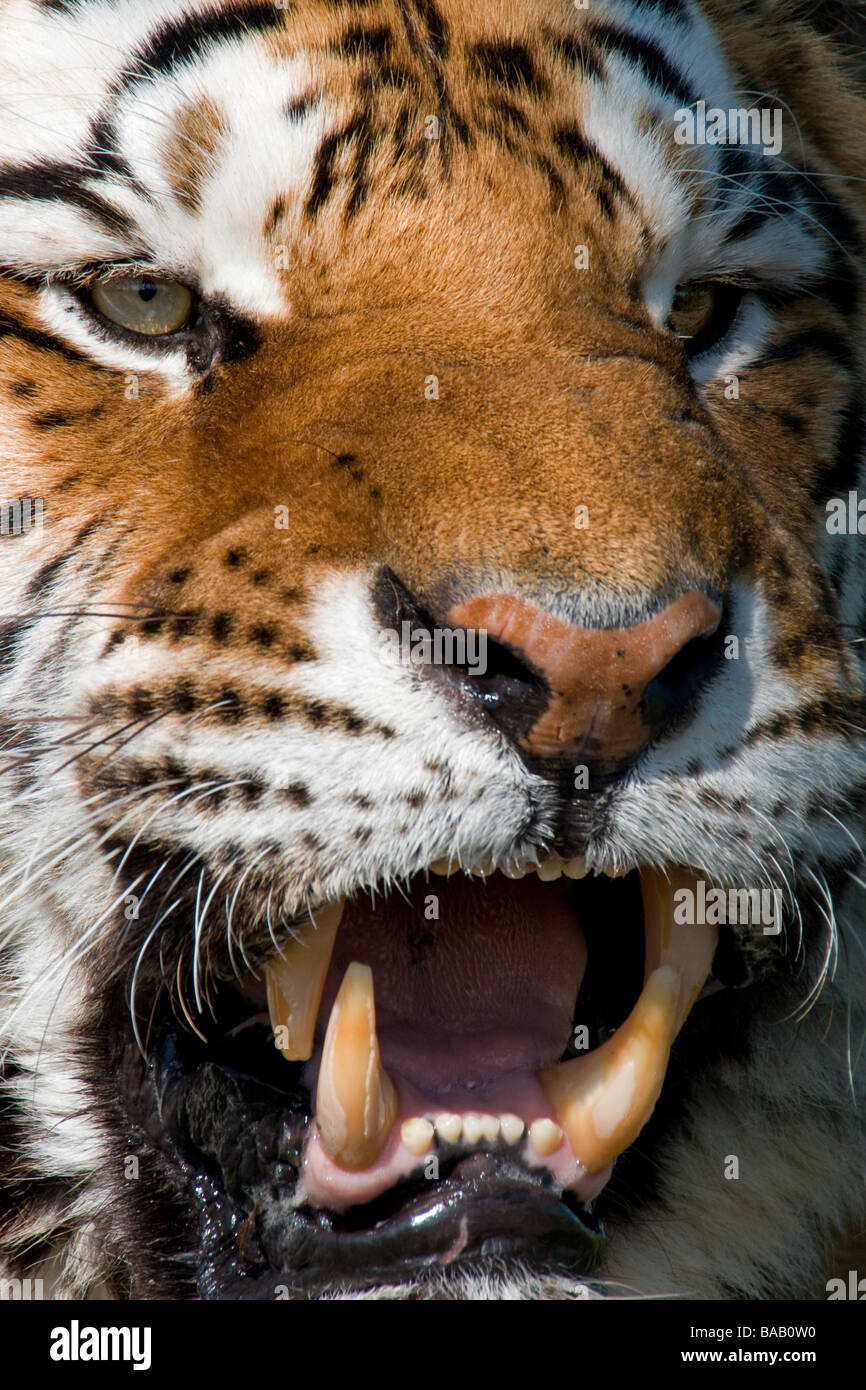 Tiger face close-up Stock Photo - Alamy