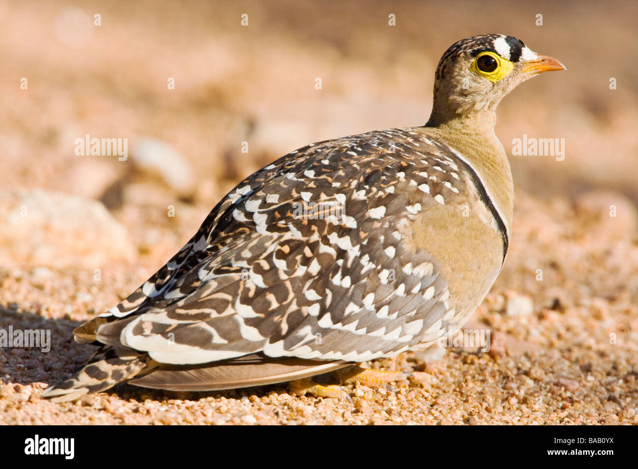 Double banded sandgrouse hi-res stock photography and images - Alamy