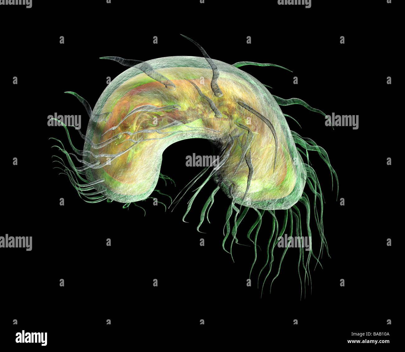 Bacteriology hi-res stock photography and images - Alamy