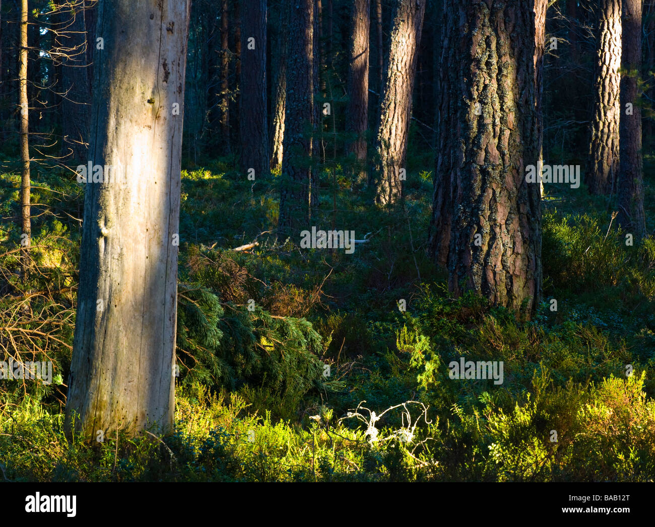 Scotland Scottish Highlands Cairngorms National Park Abernethy Forest a ...