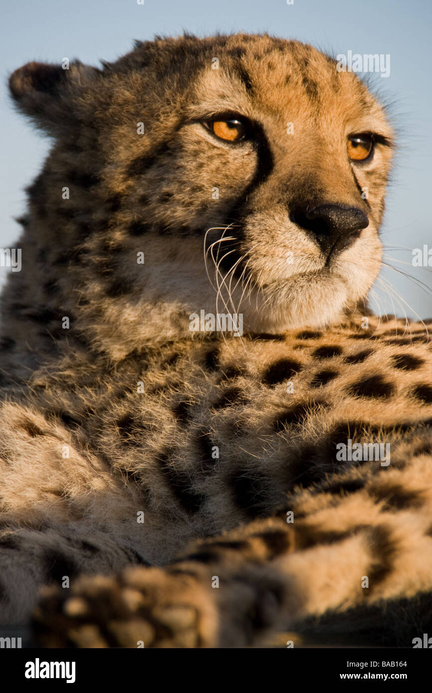 Cheetah in profile hi-res stock photography and images - Alamy
