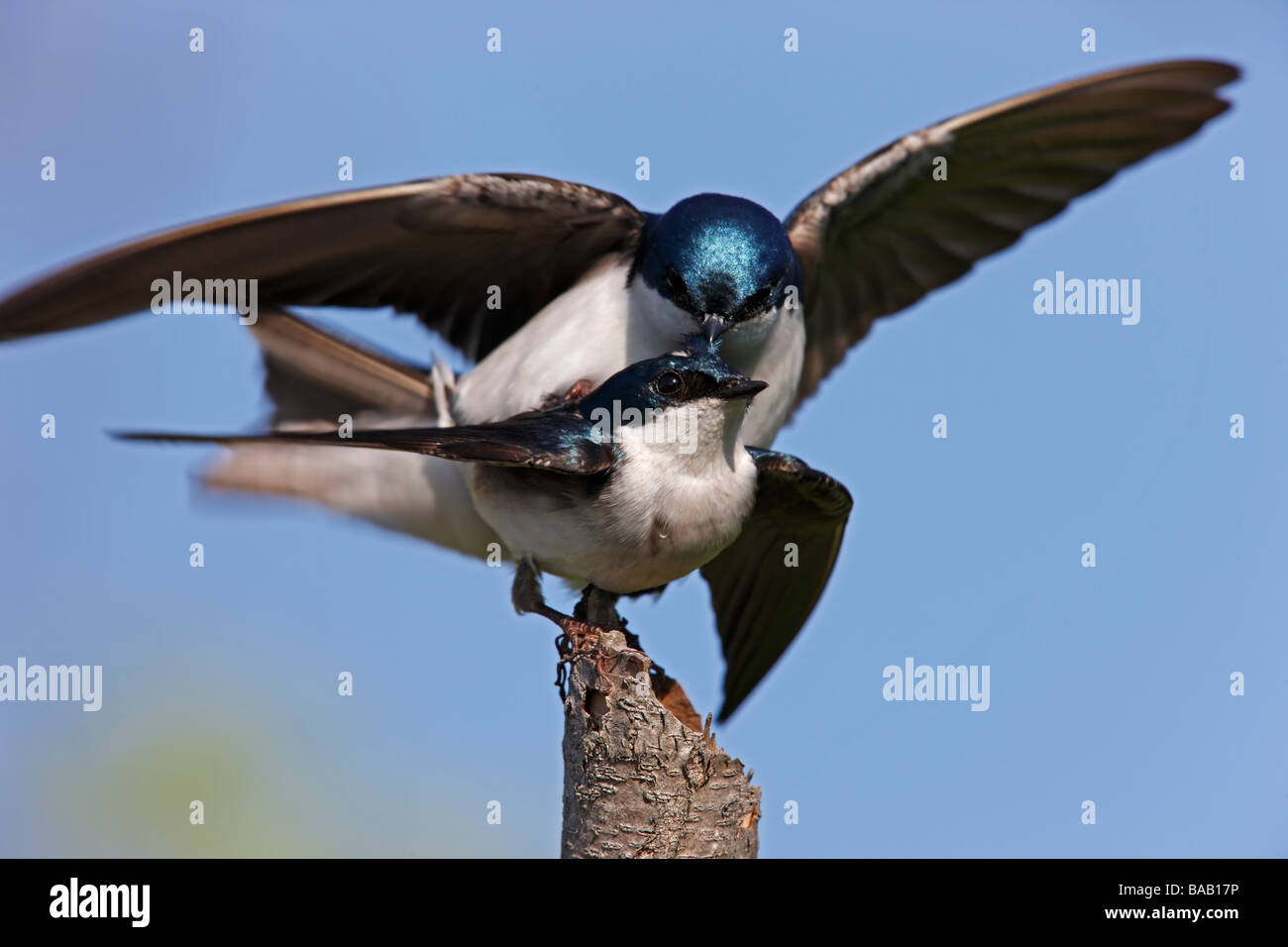 Female tree swallow hi-res stock photography and images - Alamy