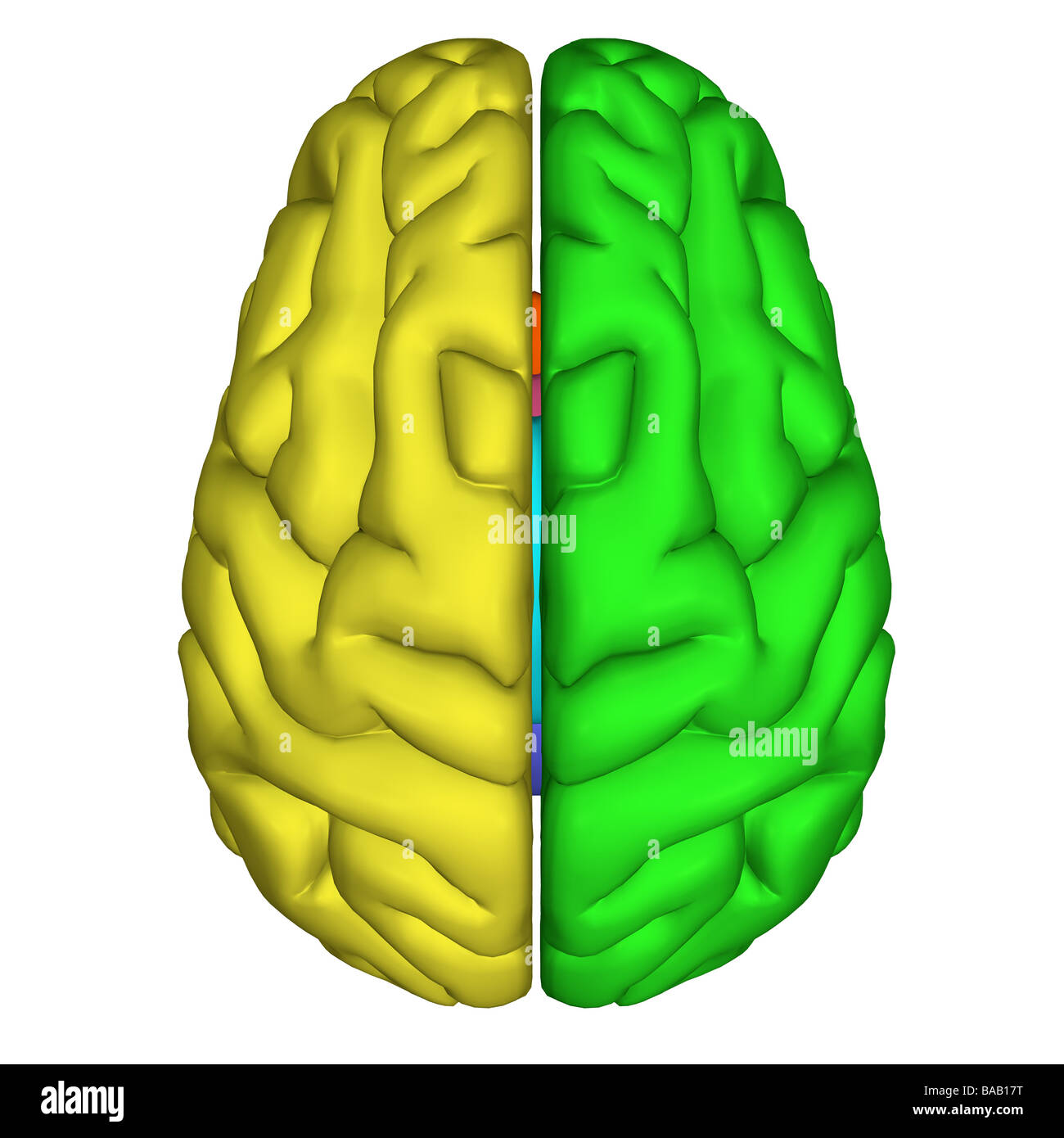 Illustration anatomie brain Cut Out Stock Images & Pictures - Alamy