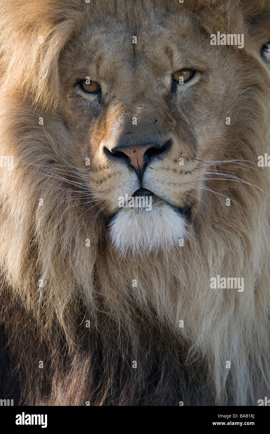 Lion face hi-res stock photography and images - Alamy