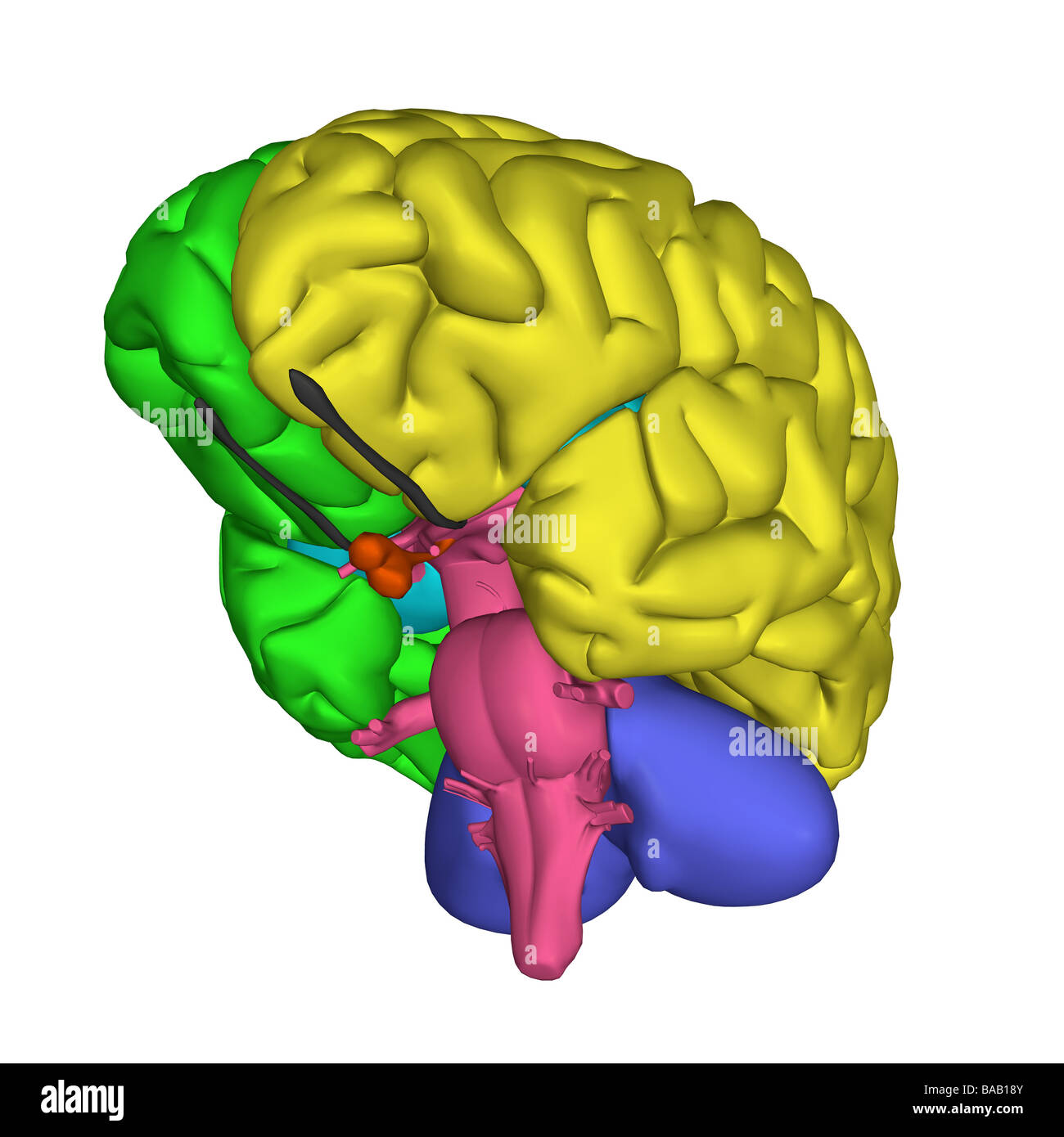 Human nervous system cg hi-res stock photography and images - Alamy