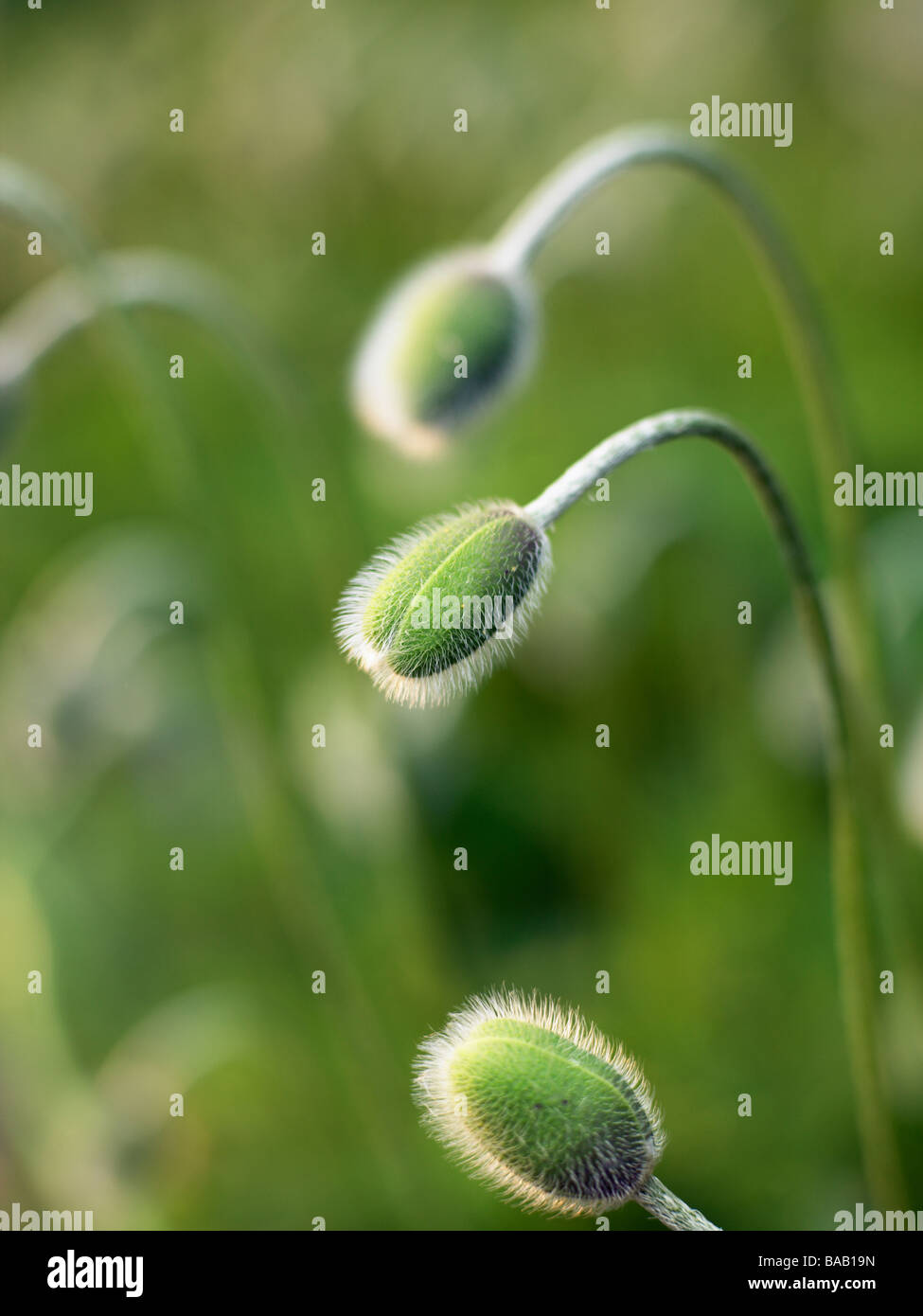 Spiky poppy plant hi-res stock photography and images - Alamy