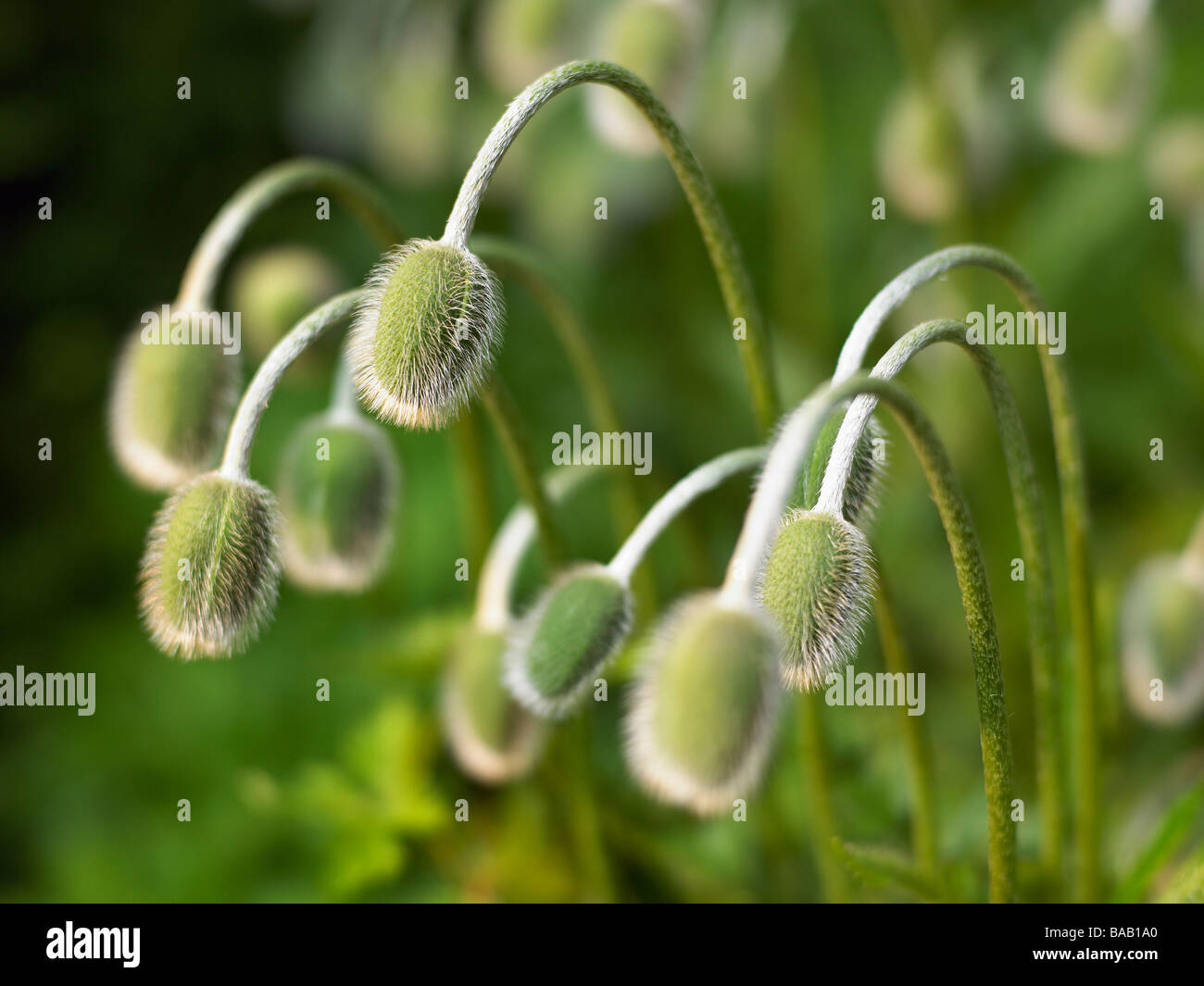 Spiky poppy plant hi-res stock photography and images - Alamy